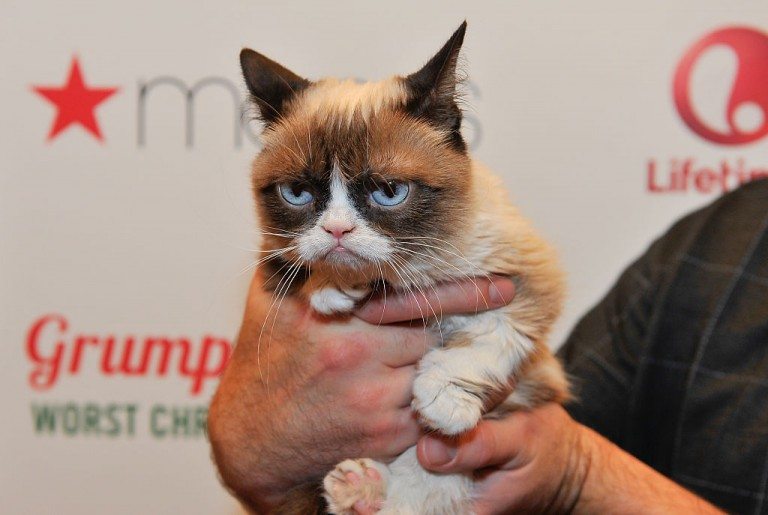 RIP "Grumpy Cat" :( You Wont Believe How Much Money This Feline ...