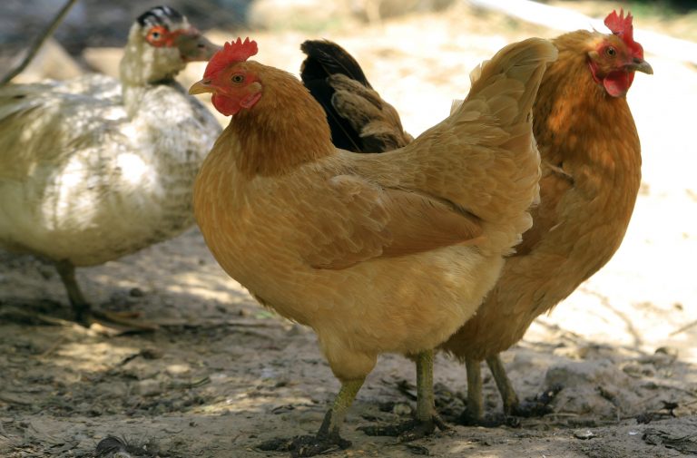 China's Newest Billionaire Made His Fortune Breeding Chickens ...